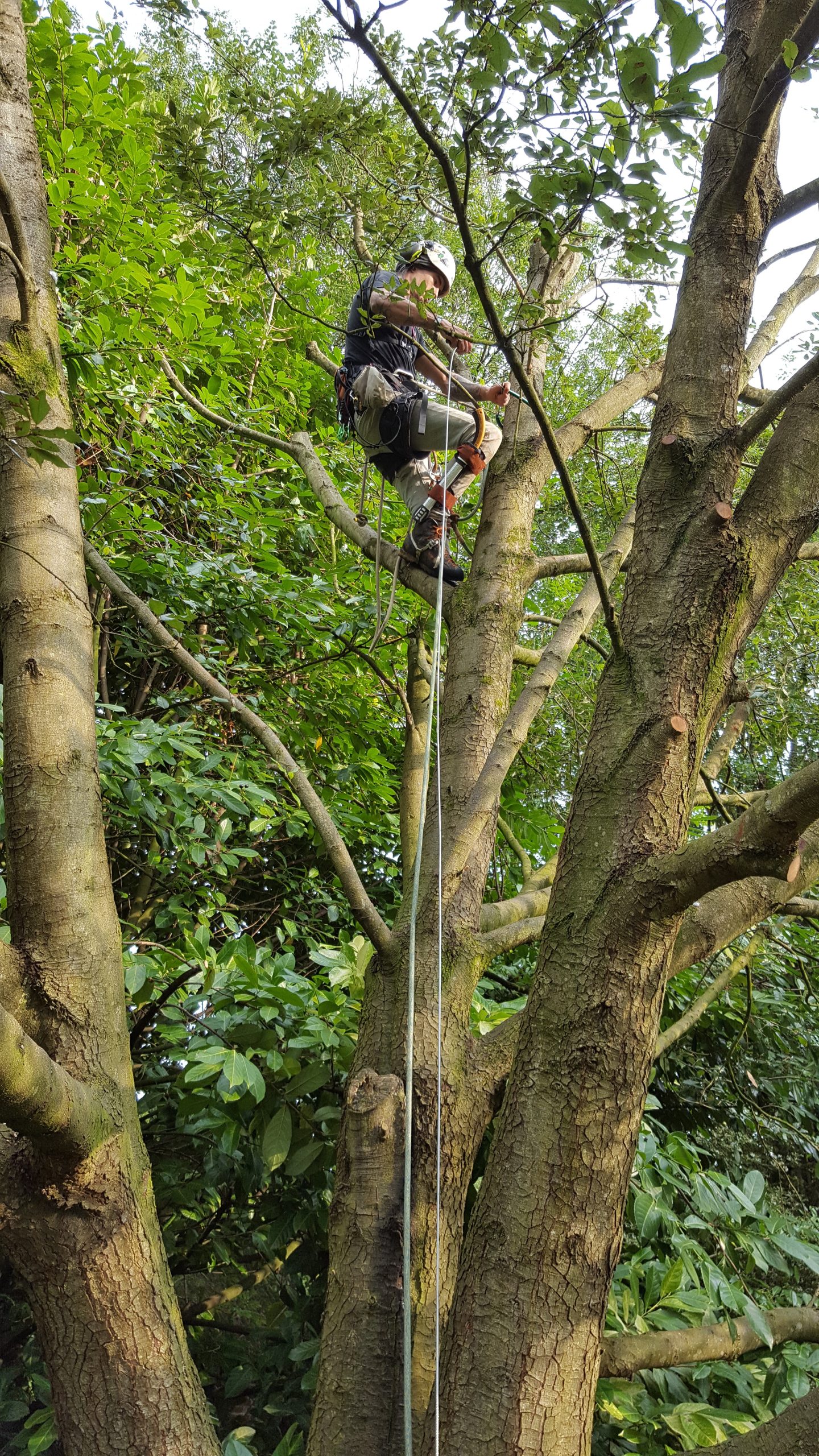 Tree felling and surgery – Enviro Plant | Environmental Specialists in ...